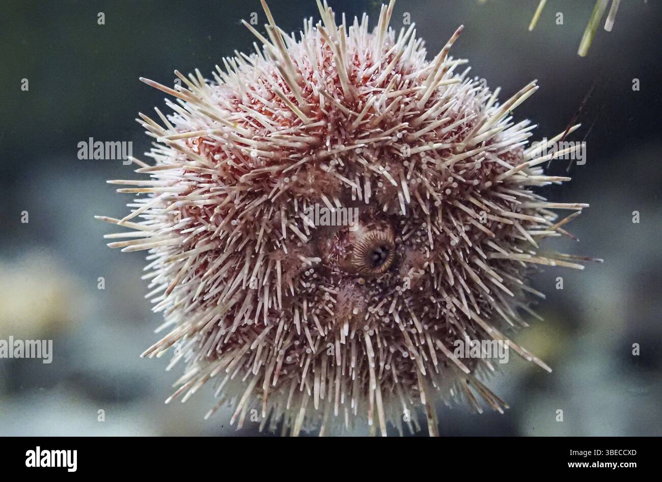 Essbarer seeigel echinus esculentus -Fotos und -Bildmaterial in hoher ...