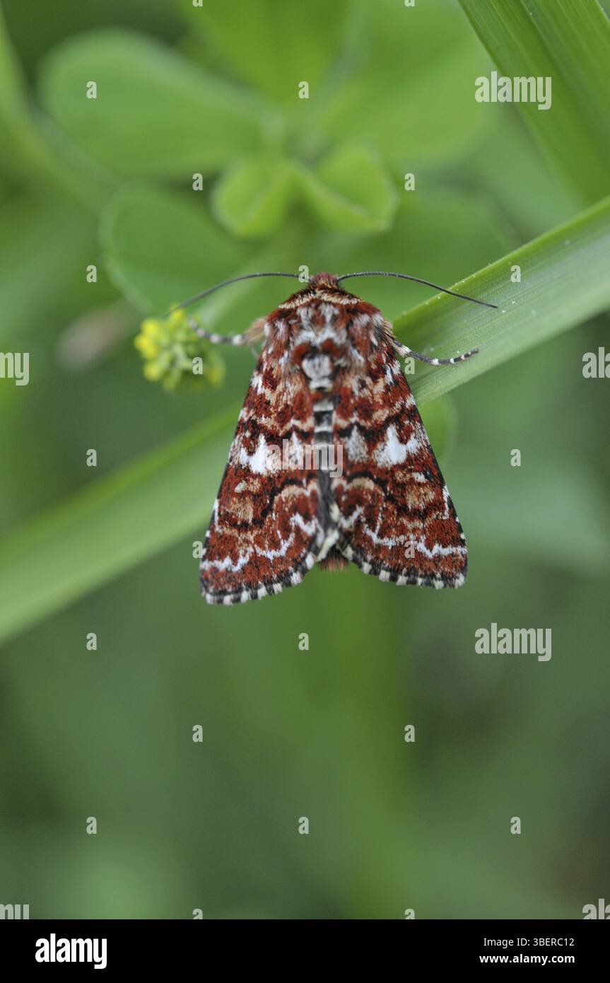 Anarta myrtilli -Fotos und -Bildmaterial in hoher Auflösung – Alamy