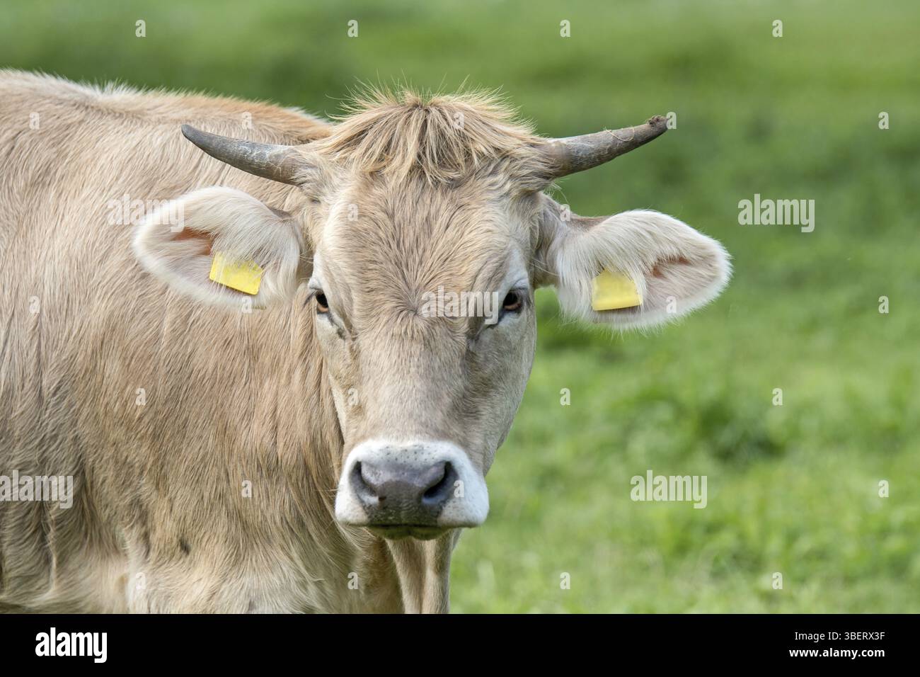 Original braunes kalb -Fotos und -Bildmaterial in hoher Auflösung – Alamy
