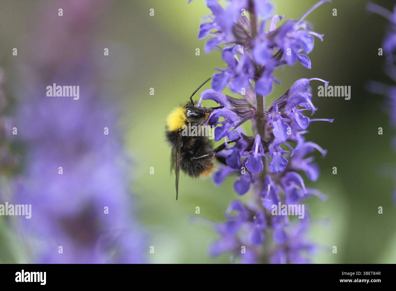 Hummel tier -Fotos und -Bildmaterial in hoher Auflösung – Alamy