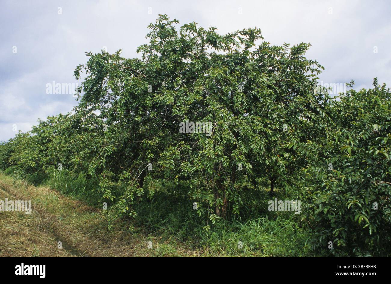 Psidium guava tree -Fotos und -Bildmaterial in hoher Auflösung – Alamy