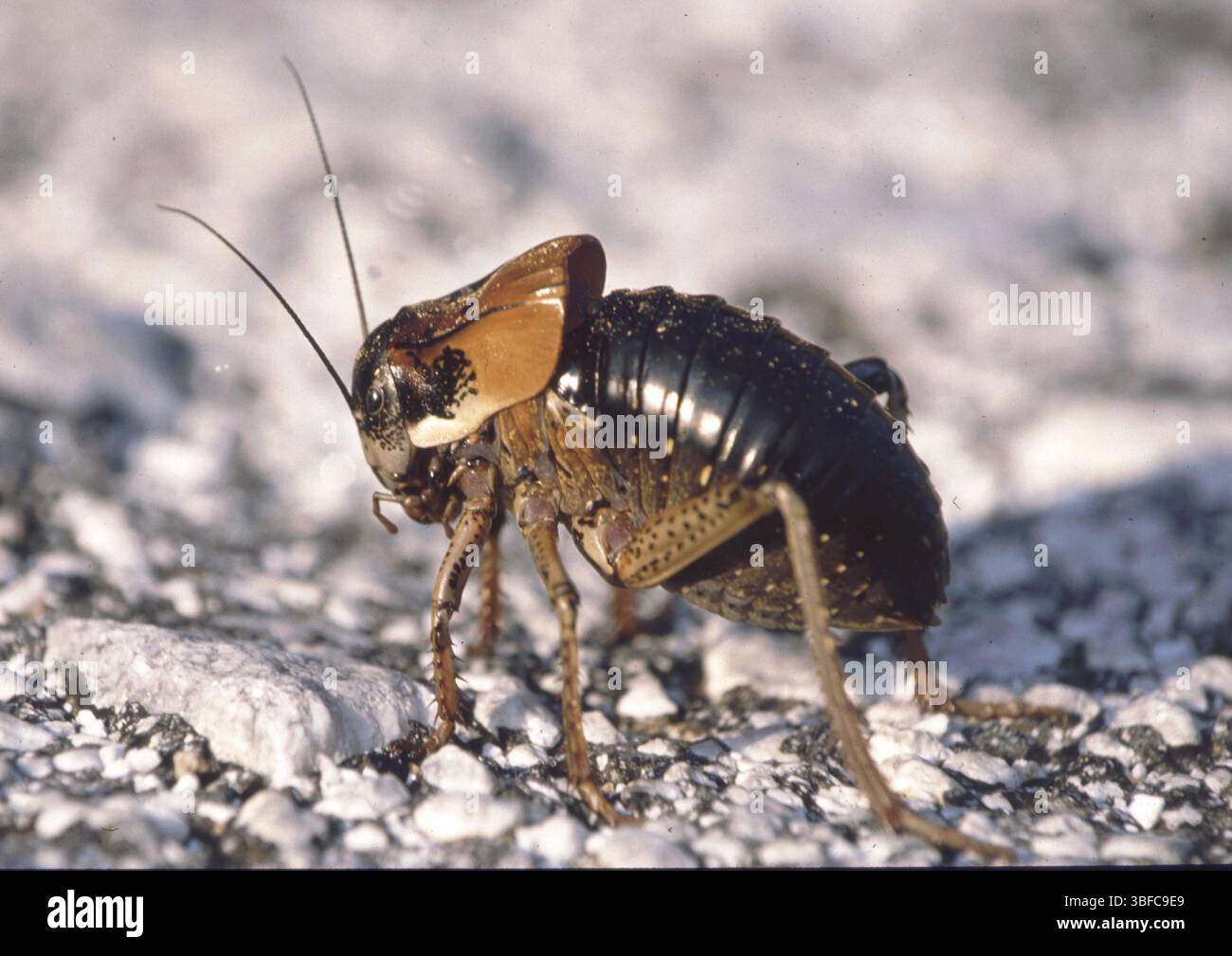 Grillen insekt -Fotos und -Bildmaterial in hoher Auflösung – Alamy