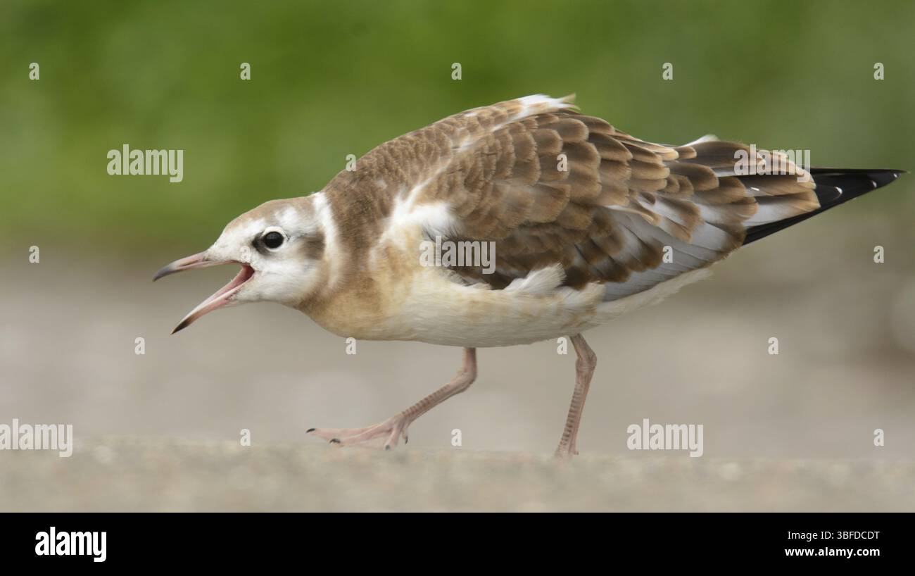 Syn larus -Fotos und -Bildmaterial in hoher Auflösung – Alamy