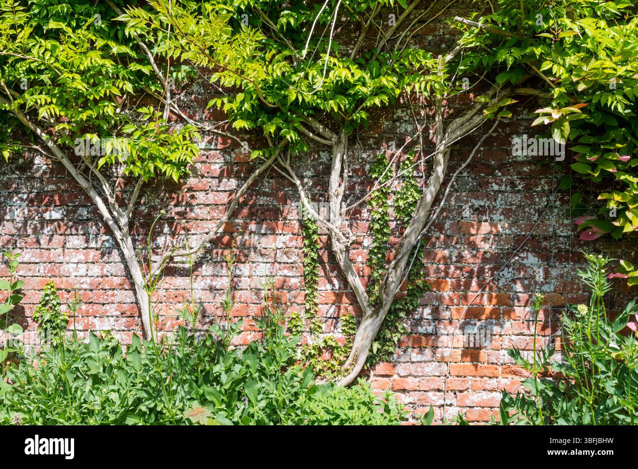 Gemauerter garten der backsteinmauer -Fotos und -Bildmaterial in hoher ...