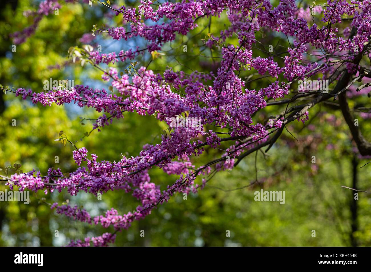 Blühende Äste der östlichen Redbud (Cercis canadensis) mit leuchtenden ...