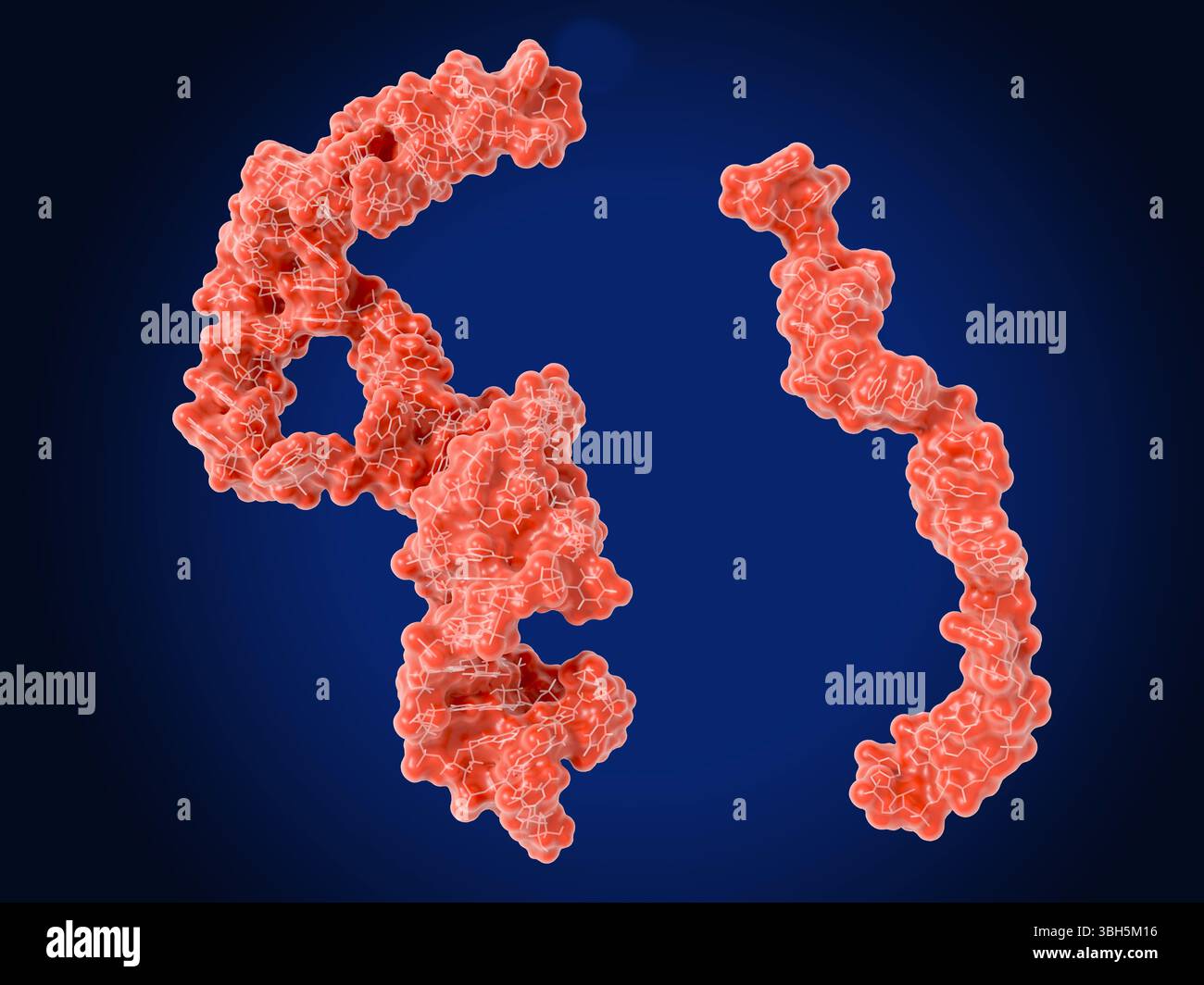 Abbildung einer LET-7-microRNA (miRNA, rechts) und ihrer Haarnadel-RNA ...
