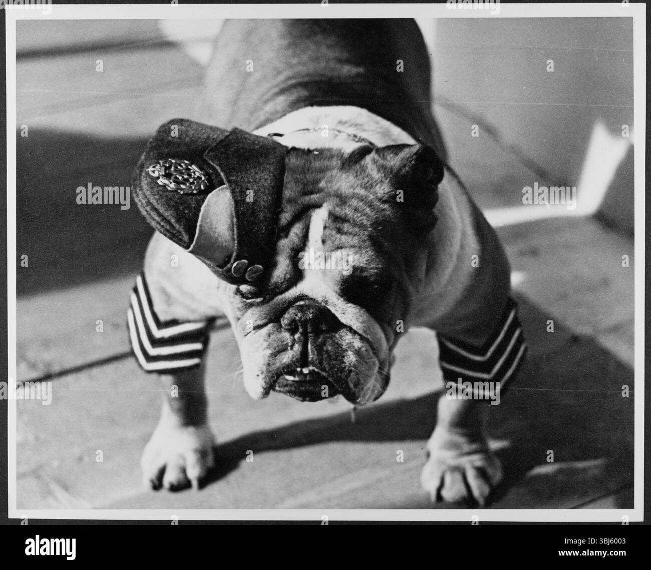 Ein britischer Bulldog in RAF-Uniform, bei RAF Iver Heath, Pinewood ...