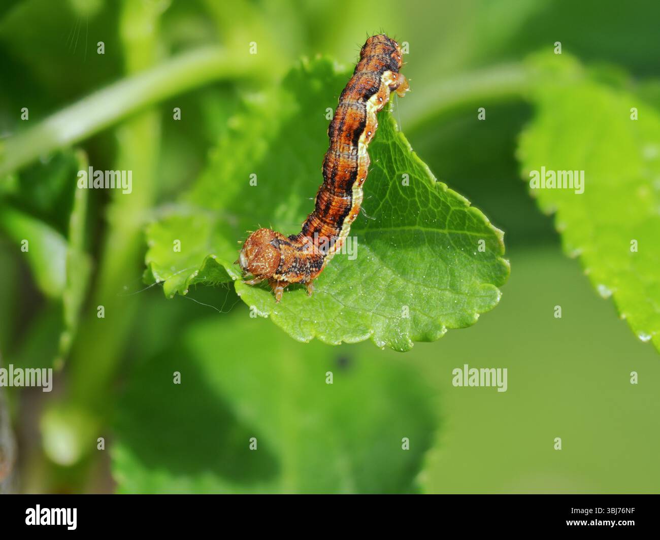 Schöne beine -Fotos und -Bildmaterial in hoher Auflösung – Alamy