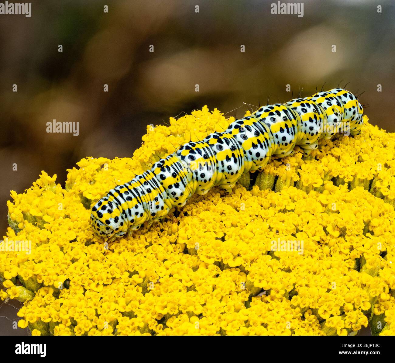 Elegantes Raupe Weiss Mit Schwarzen Punkte Fotos