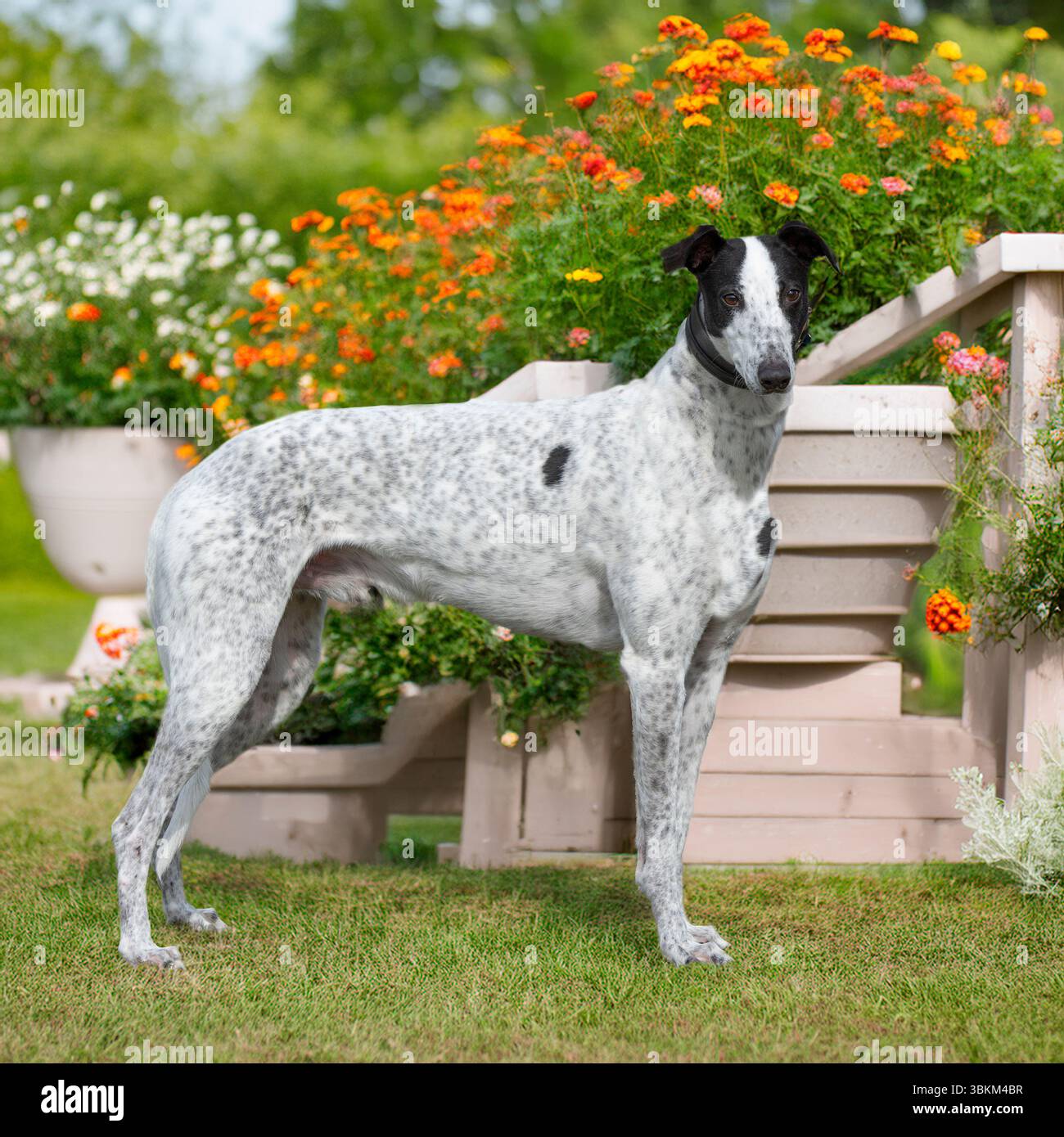 Windhund stehend vorne -Fotos und -Bildmaterial in hoher Auflösung – Alamy