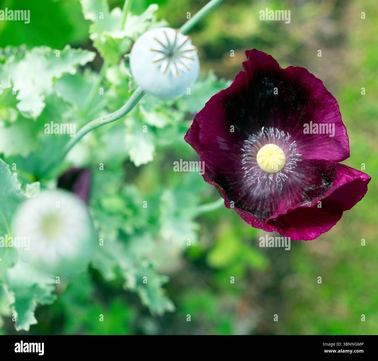 'Lauren's Grape' lila Mohn, Papver Somniferum mit grauen Blättern und ...