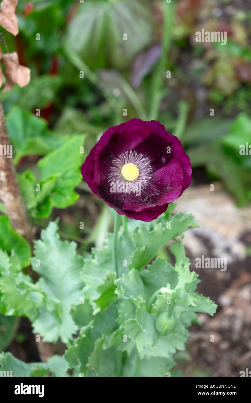 'Lauren's Grape' lila Mohn, Papver Somniferum mit grauen Blättern und ...