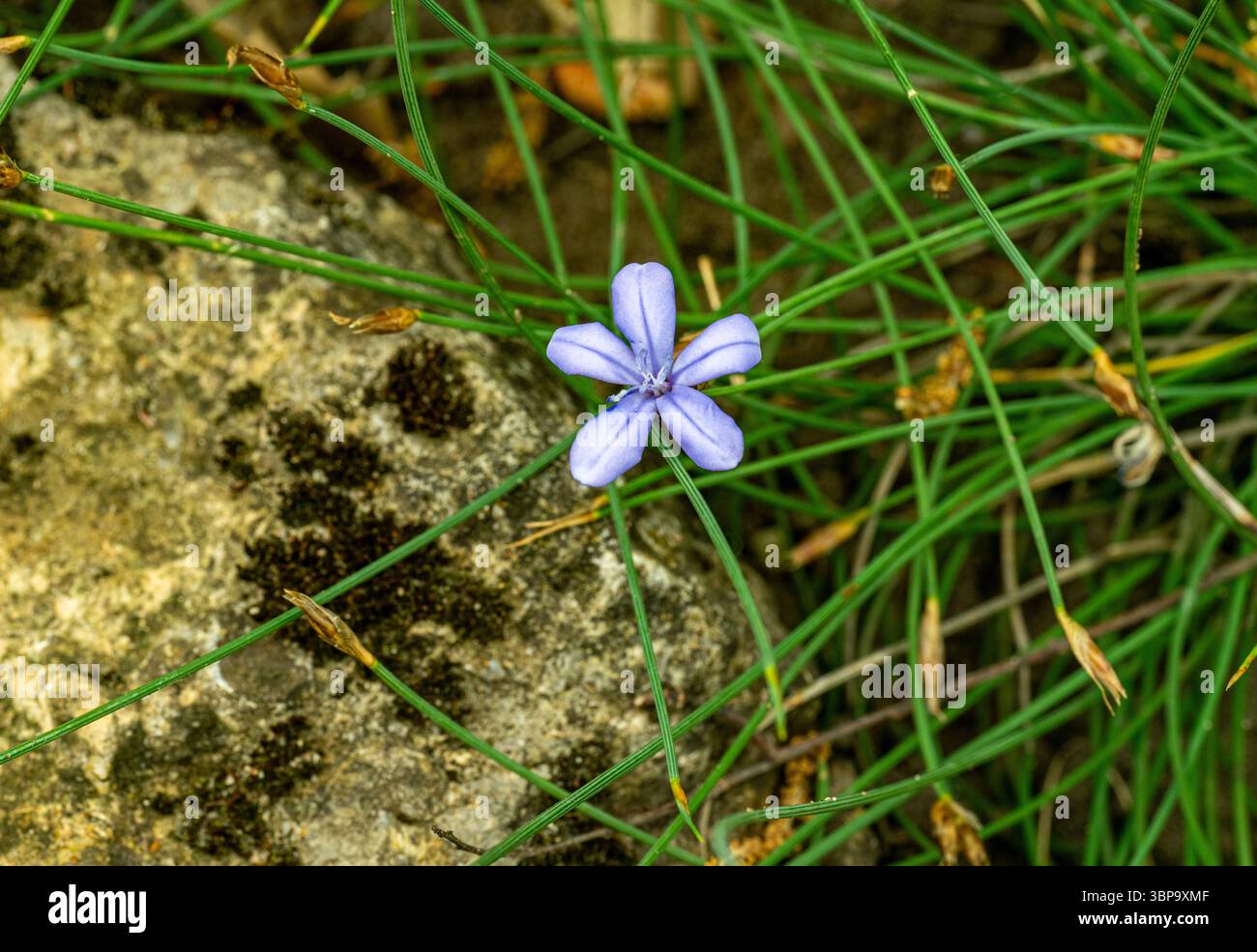 Blue Grass-Lily (Aphyllanthes Monspeliensis), Provence, Südfrankreich ...
