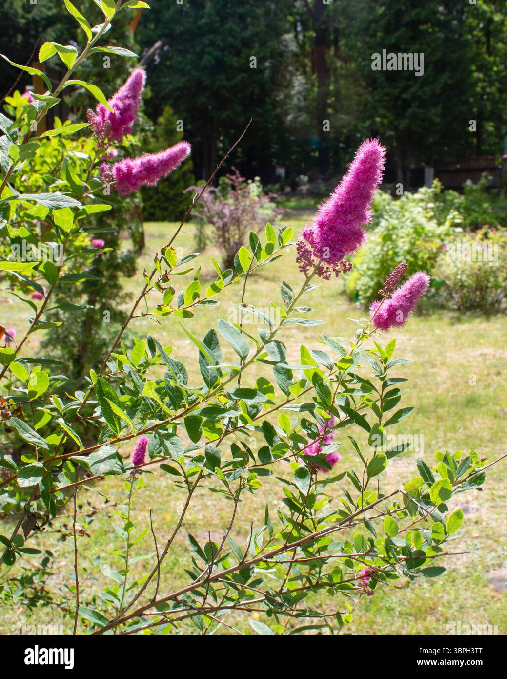 Blühender Buddleia davidii-Busch im Garten. Landschaftsdesign ...