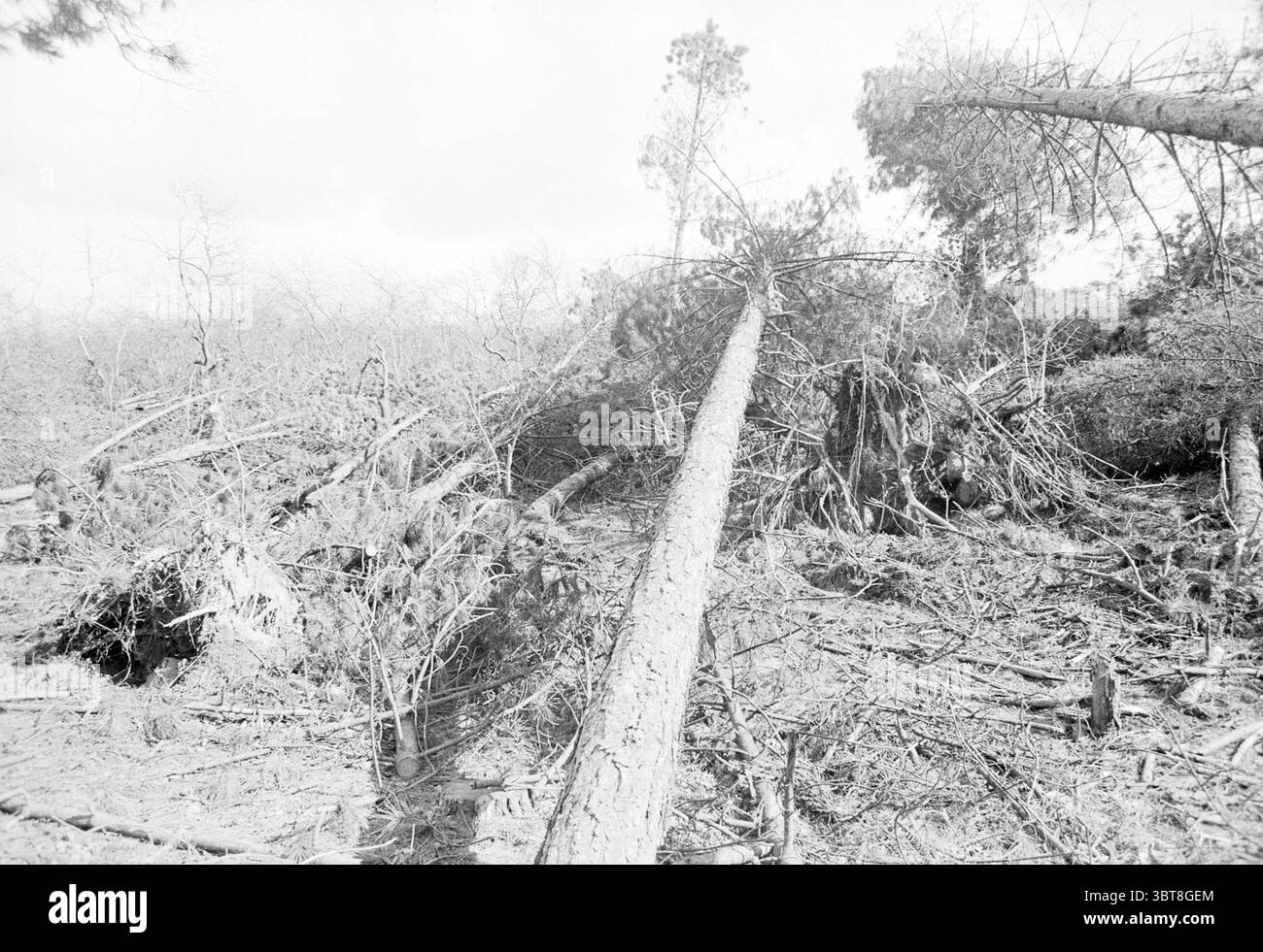 Verstreute kleinere pflanzen -Fotos und -Bildmaterial in hoher ...