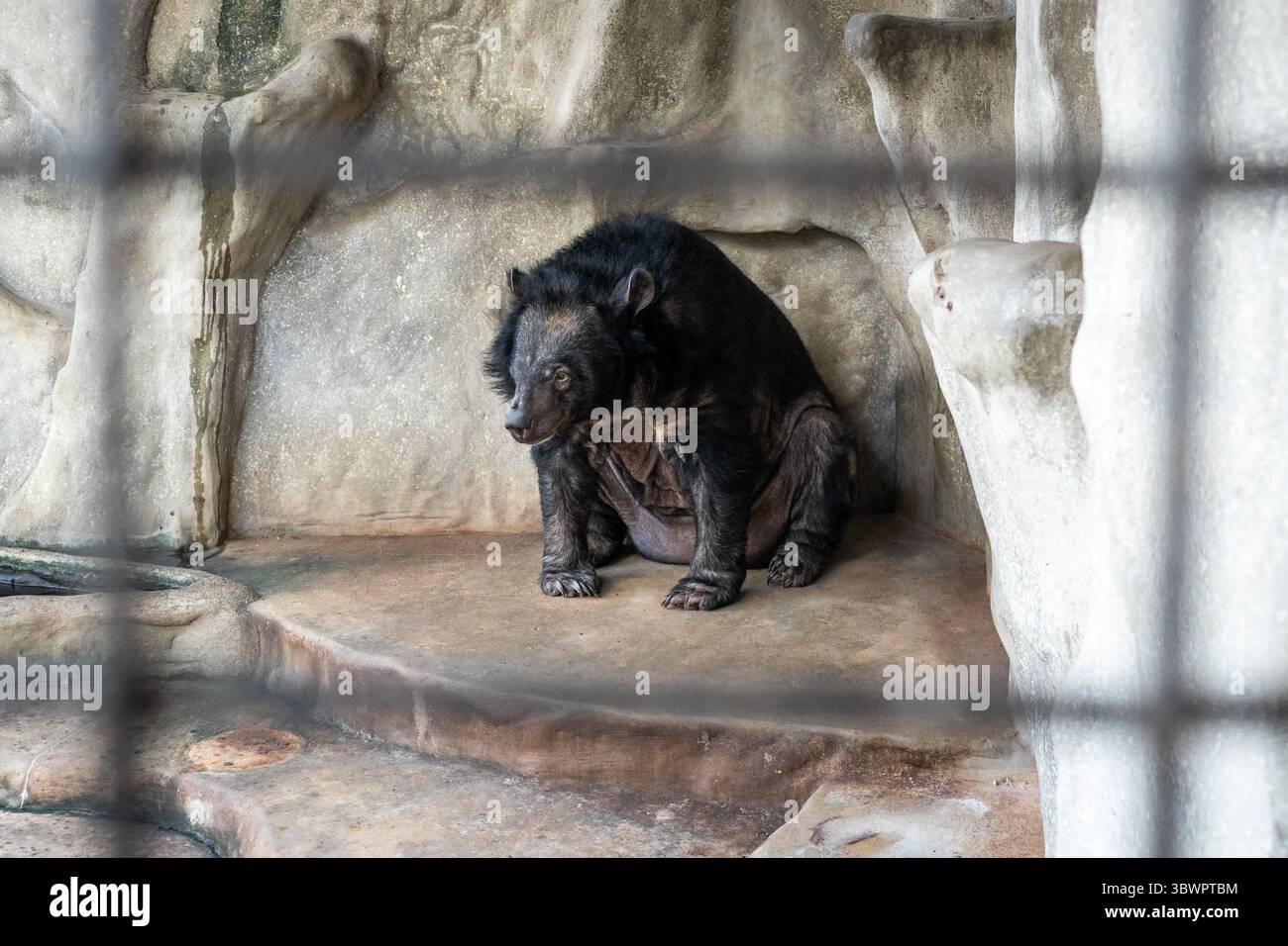 Ein Bär, der durch die Bars seines Käfigs im Pata Zoo im Pata Pinklao ...