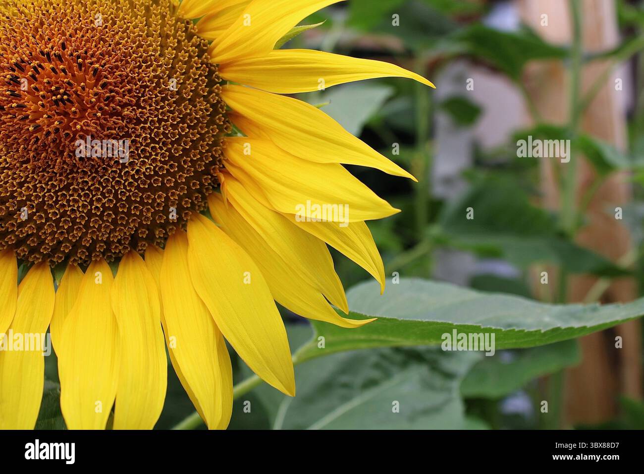 Blute Der Sonnenblume
