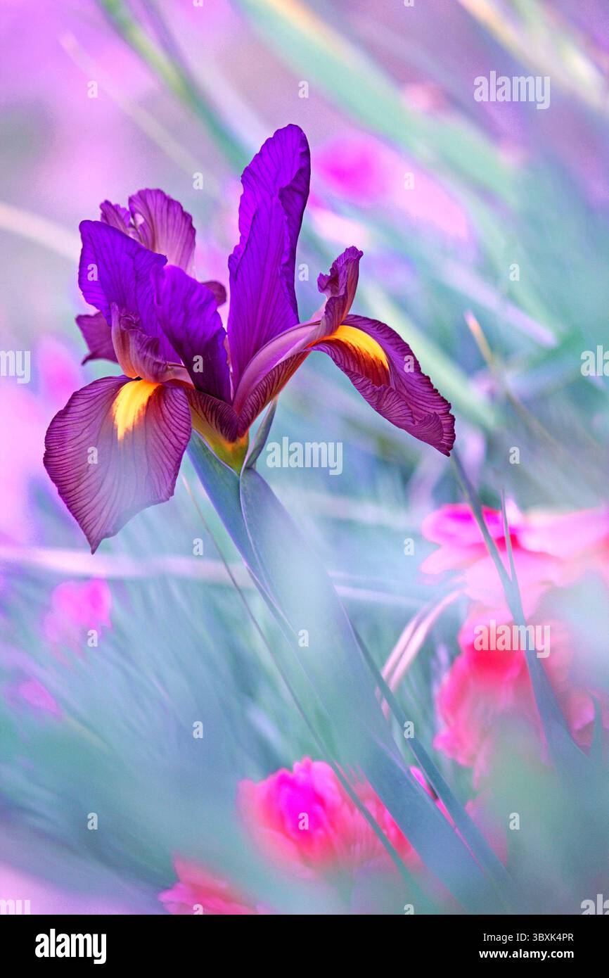 Les iris sont des plantes vivaces appartenant à la famille des ...