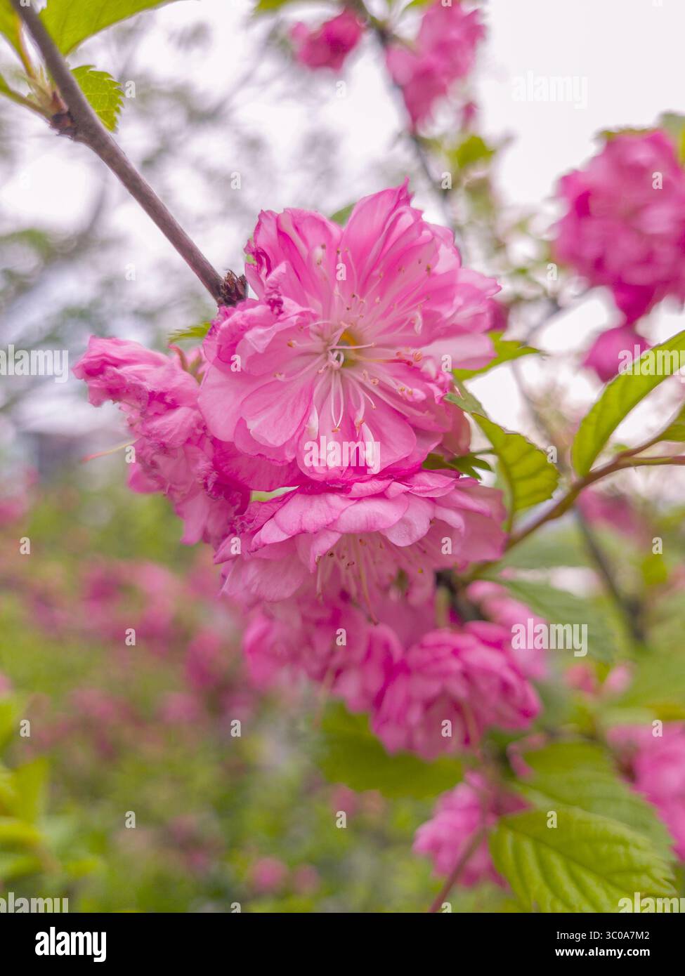 Blume der dreilappigen Mandel. Selektiver Fokus Stockfotografie - Alamy