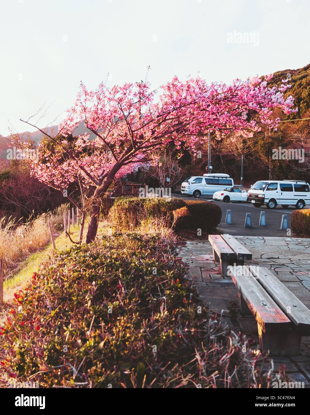 Blick auf leuchtende rosa Blüten, die aus Kirschbäumen platzen, neben ...