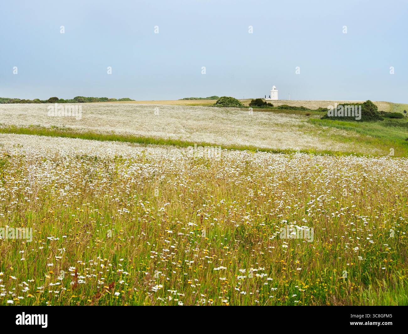 Blick über eine Wiese von Ochsenaugen Gänseblümchen zum South Foreland ...