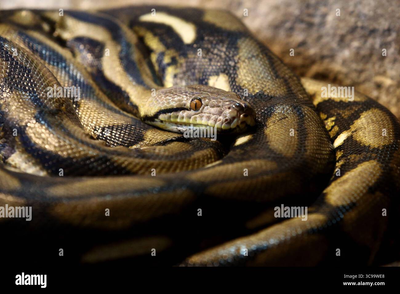 05.08.2025 xsvx, Wirtschaft, Reptilium Landau, der Netzpython zählt zur ...