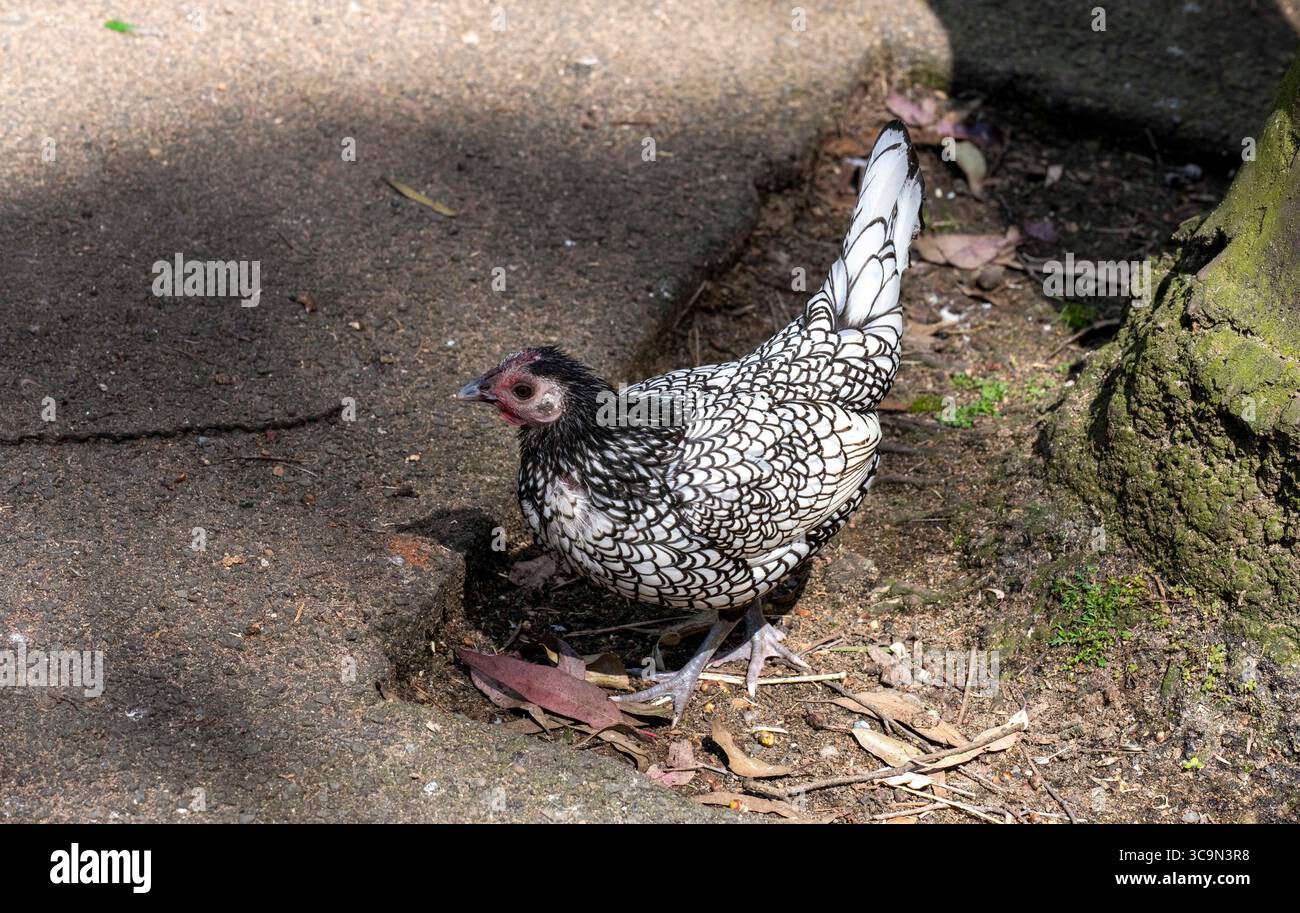 14. September 2022, Sydney, New South Wales, Australien: Silver ...