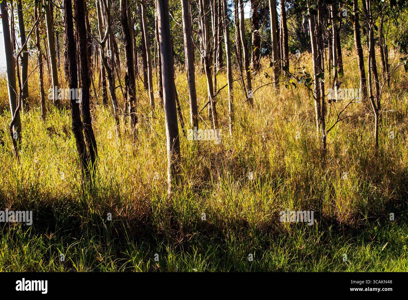 22. Mai 2023, Sydney, New South Wales, Australien: Eukalyptusbäume in ...