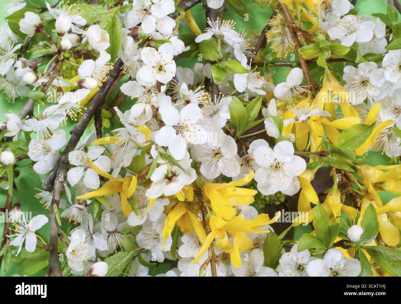 Blühende Quellen wilde Pflaumen und Forsythia Maluch Blumen Hintergrund ...
