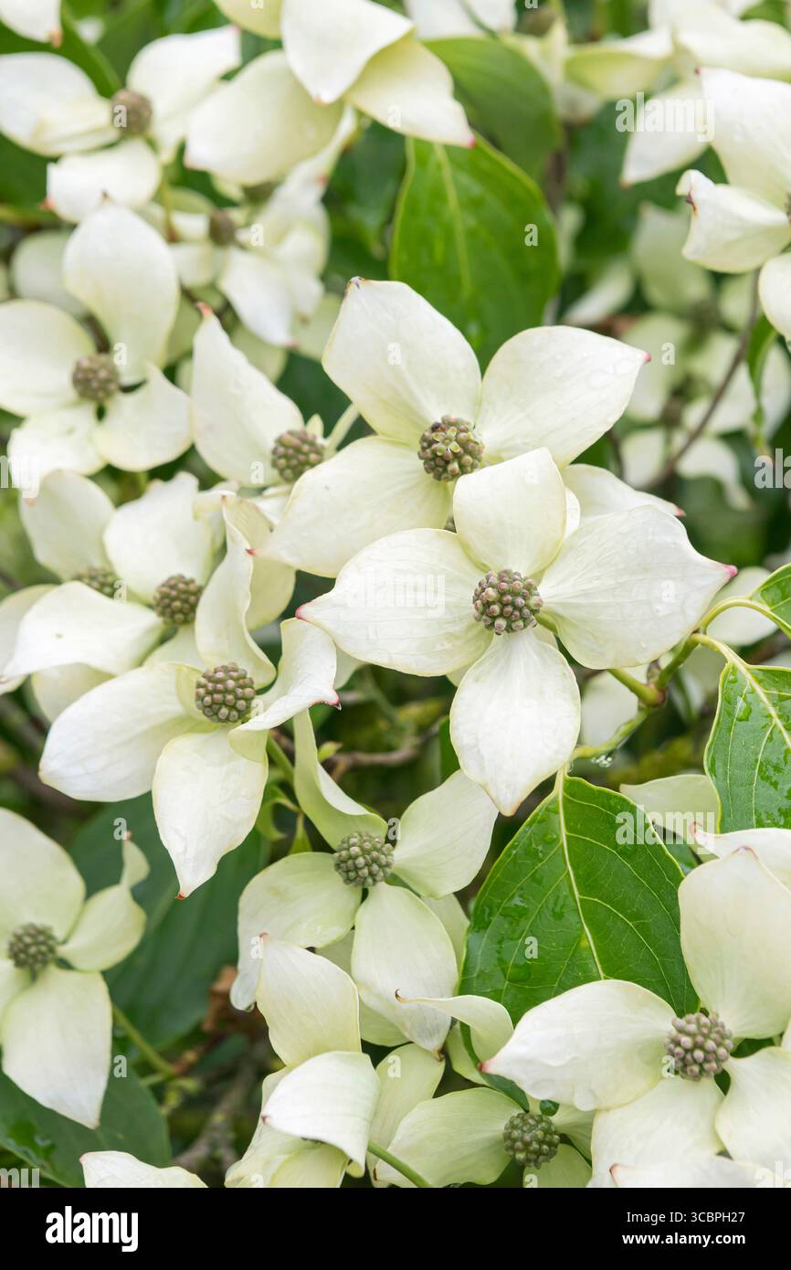 Blueten-Hartriegel (Cornus kousa „China Girl“, Cornus kousa China Girl ...