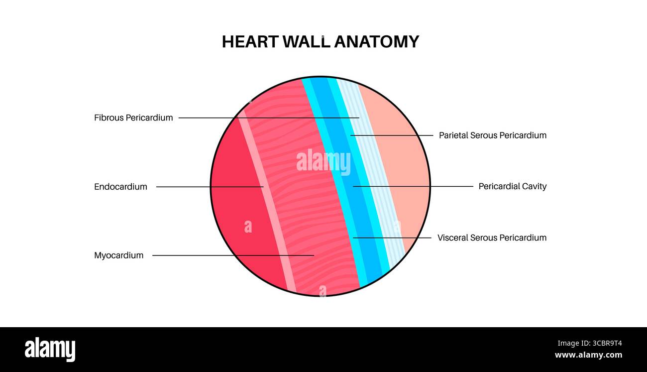 Illustration der Herzwandanatomie. Die Herzwand besteht aus den ...