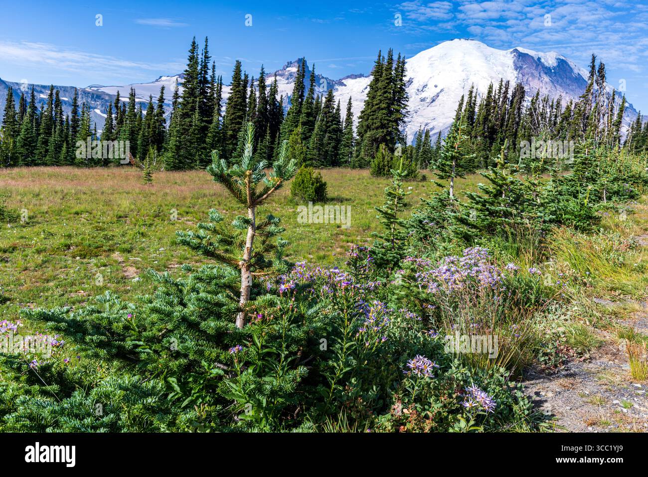 Blick auf Mt. Ranier in mt. Ranier-Nationalpark Stockfotografie - Alamy