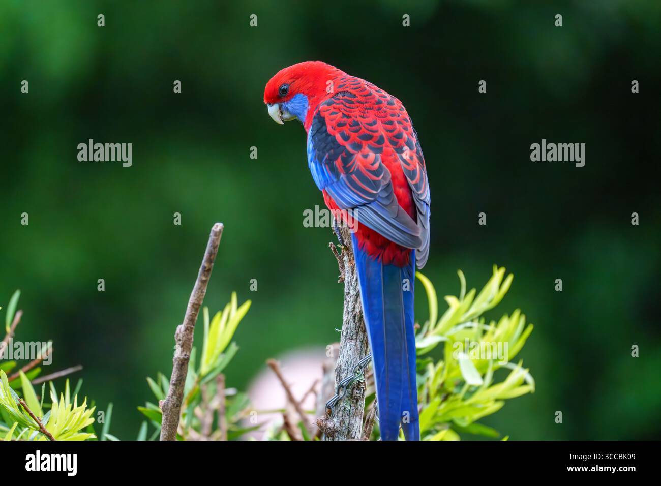 Ostaustralische arten -Fotos und -Bildmaterial in hoher Auflösung – Alamy