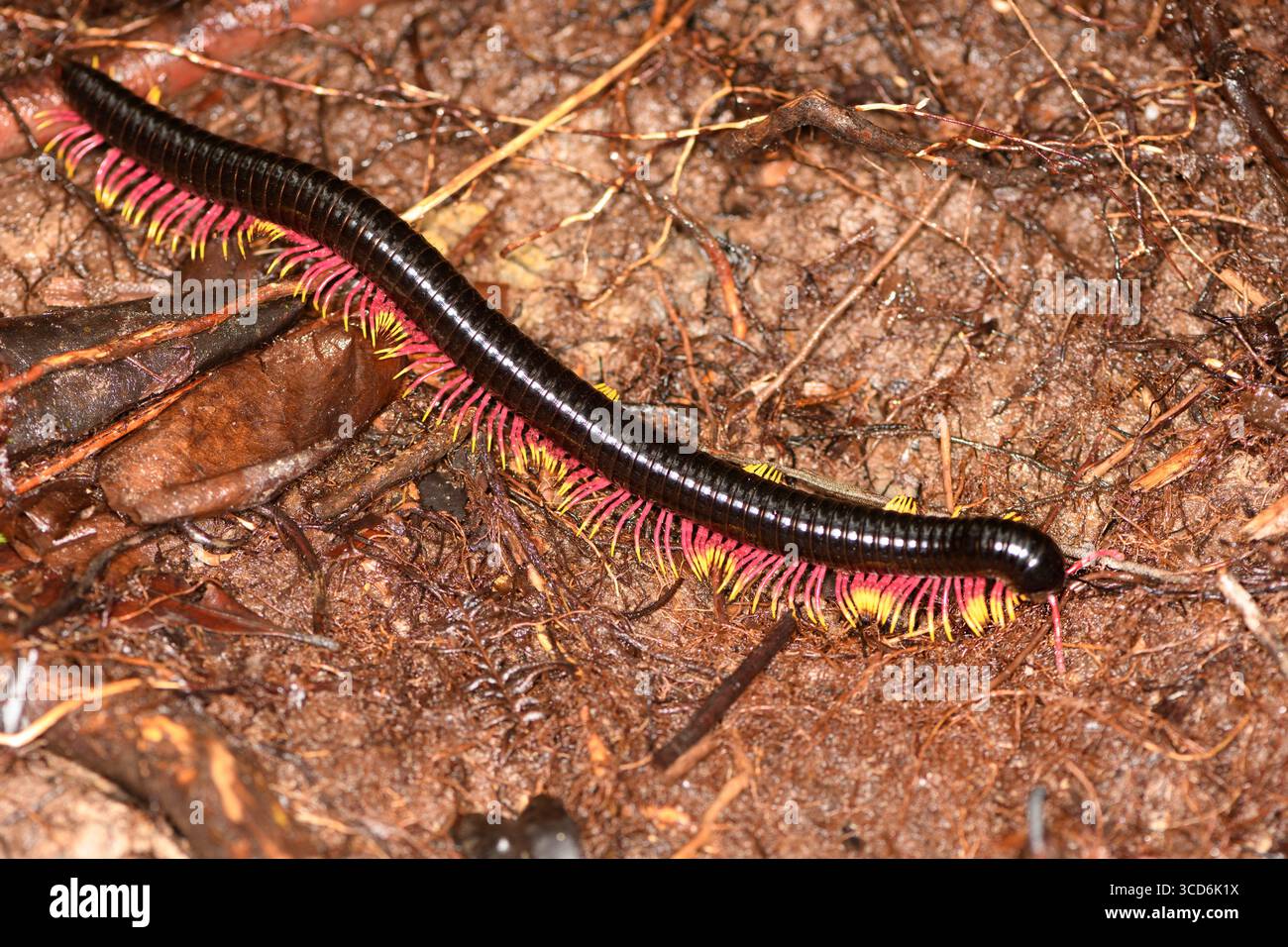 Trigoniulus macropygus -Fotos und -Bildmaterial in hoher Auflösung – Alamy