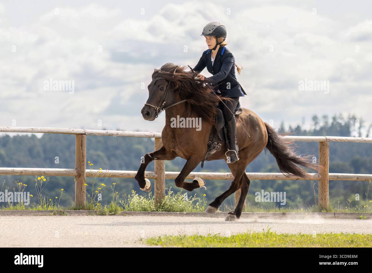 Eine junge Frau, die ihr isländisches Pferd im Galopp bei einem ...