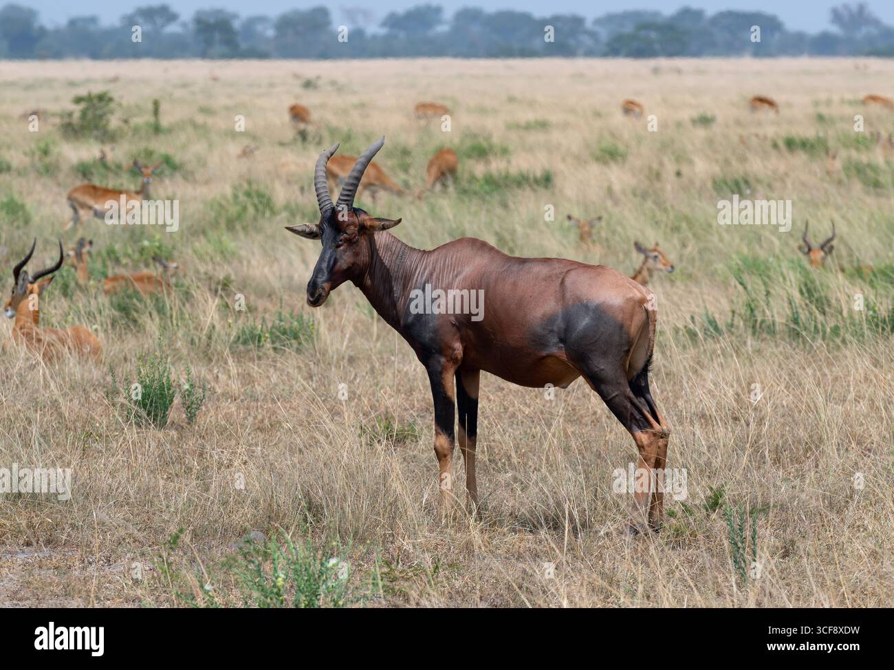 Common tsessebe -Fotos und -Bildmaterial in hoher Auflösung – Alamy