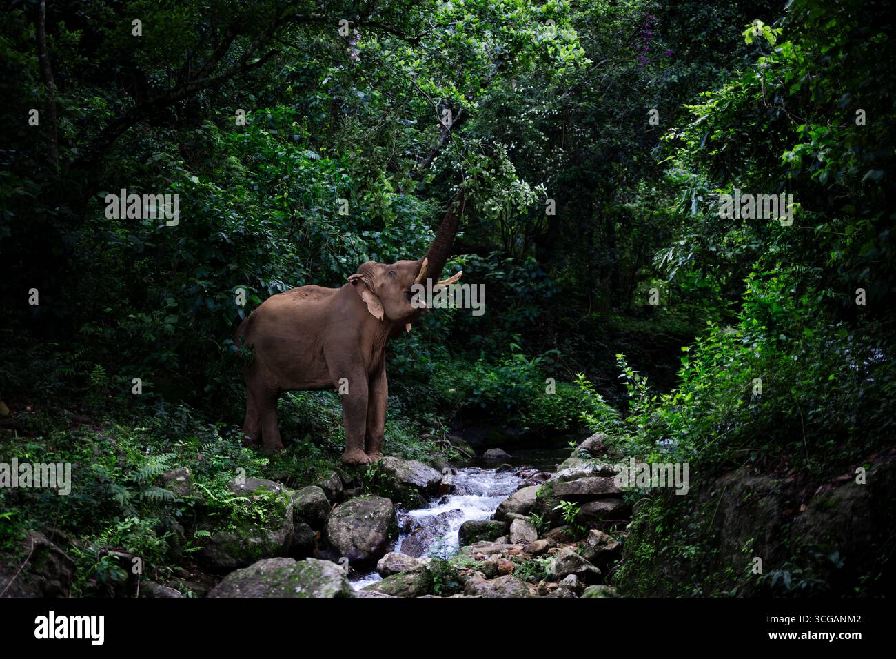 Indische wilde wild lebende tiere indien -Fotos und -Bildmaterial in ...