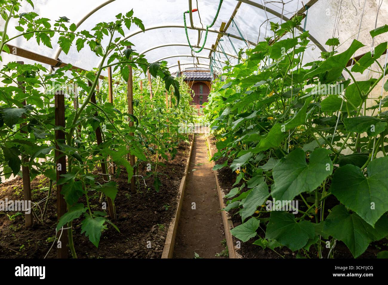 Polytunnel inside tomato -Fotos und -Bildmaterial in hoher Auflösung ...