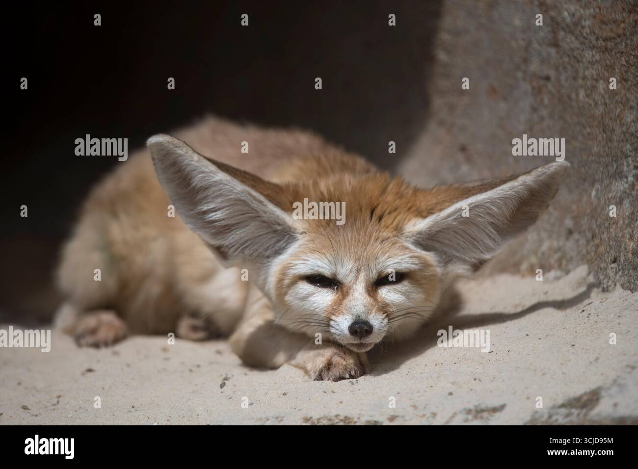 Kleiner fuchs heimisch -Fotos und -Bildmaterial in hoher Auflösung – Alamy