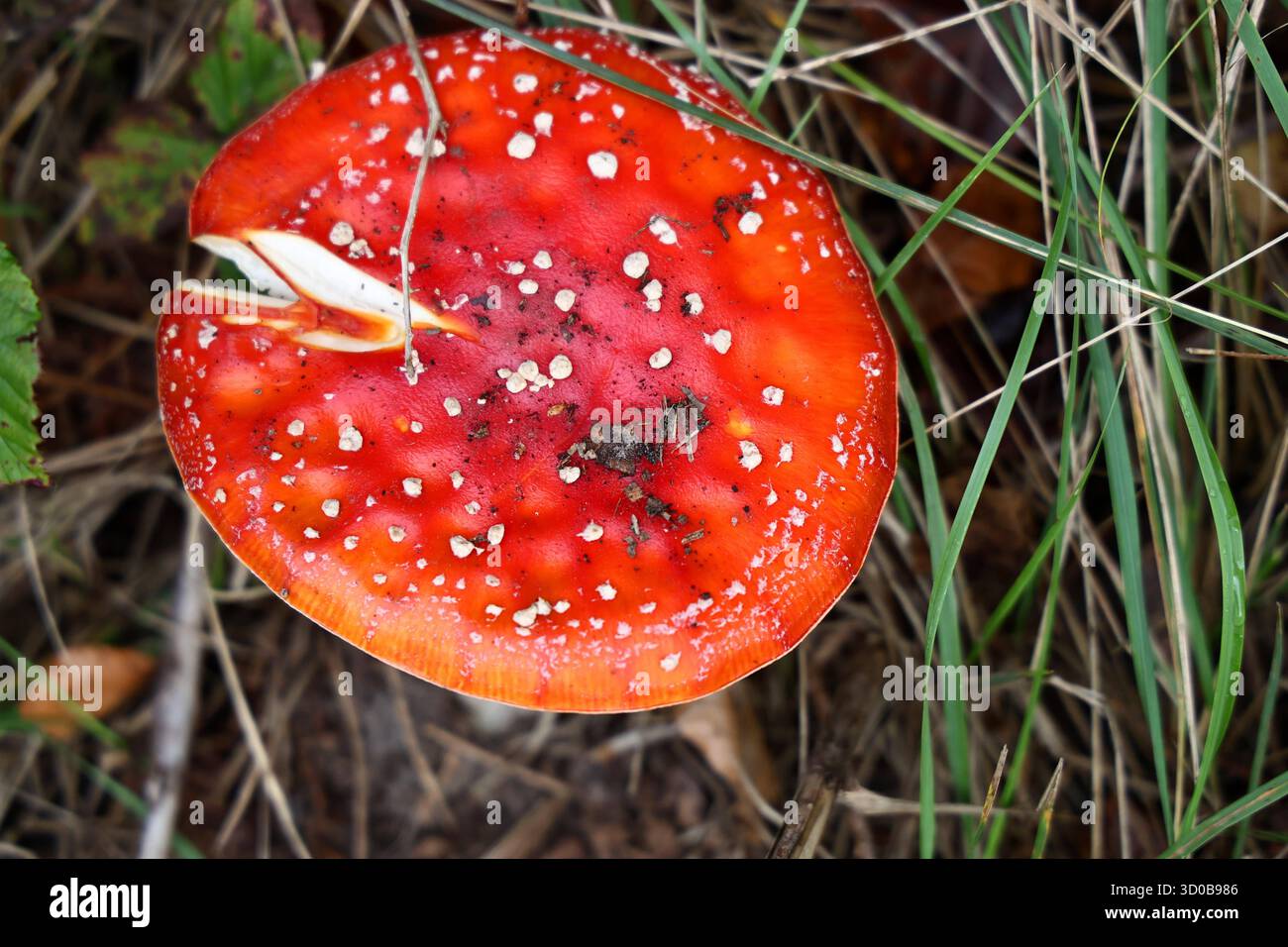 Insel Rügen 16 10.2025, Neu Mukran auf Rügen, ein Fliegenpilz Amanita ...