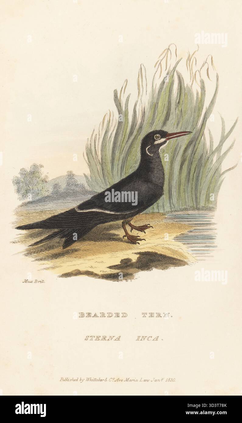 Inca tern, Larosterna inca. Fast bedroht. Sie ist in Chile, Ecuador und ...