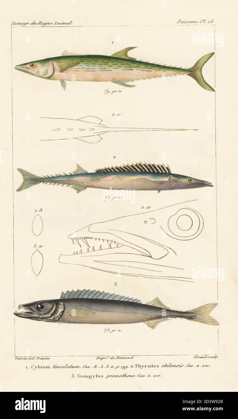 Gempylus prometheus -Fotos und -Bildmaterial in hoher Auflösung – Alamy