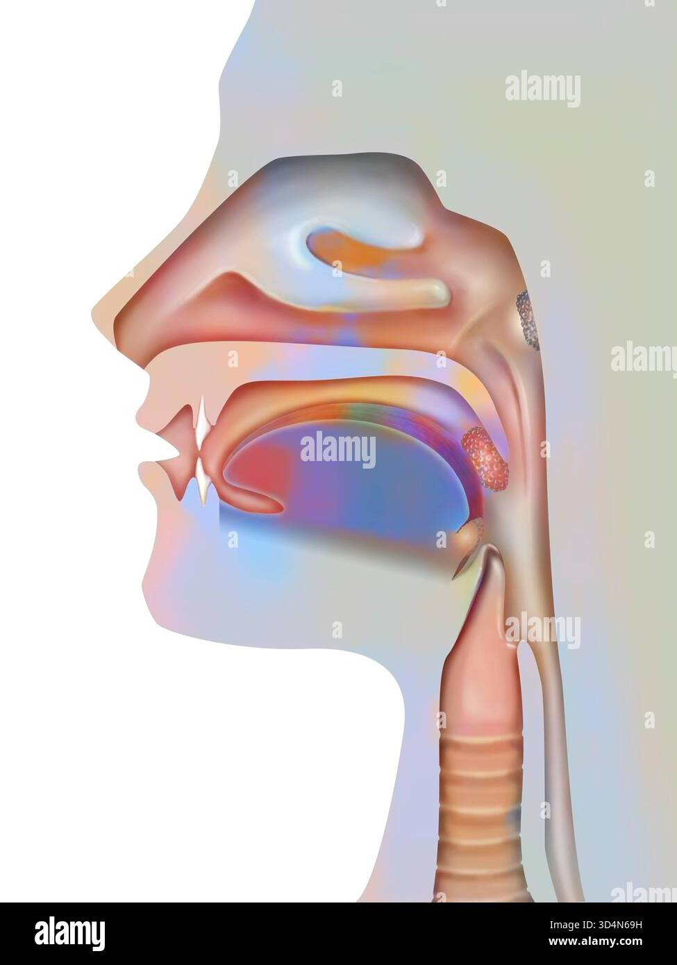 Anatomie zunge -Fotos und -Bildmaterial in hoher Auflösung – Alamy