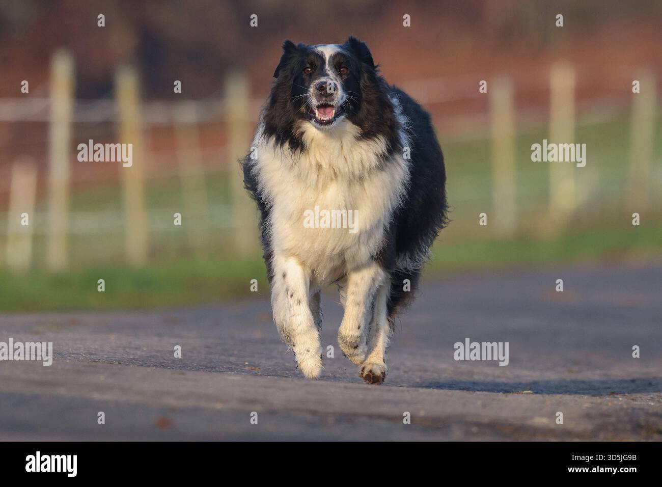 Ein Hund, Australian Shepherd Sheltie Mix mit der Fellzeichnung Black ...