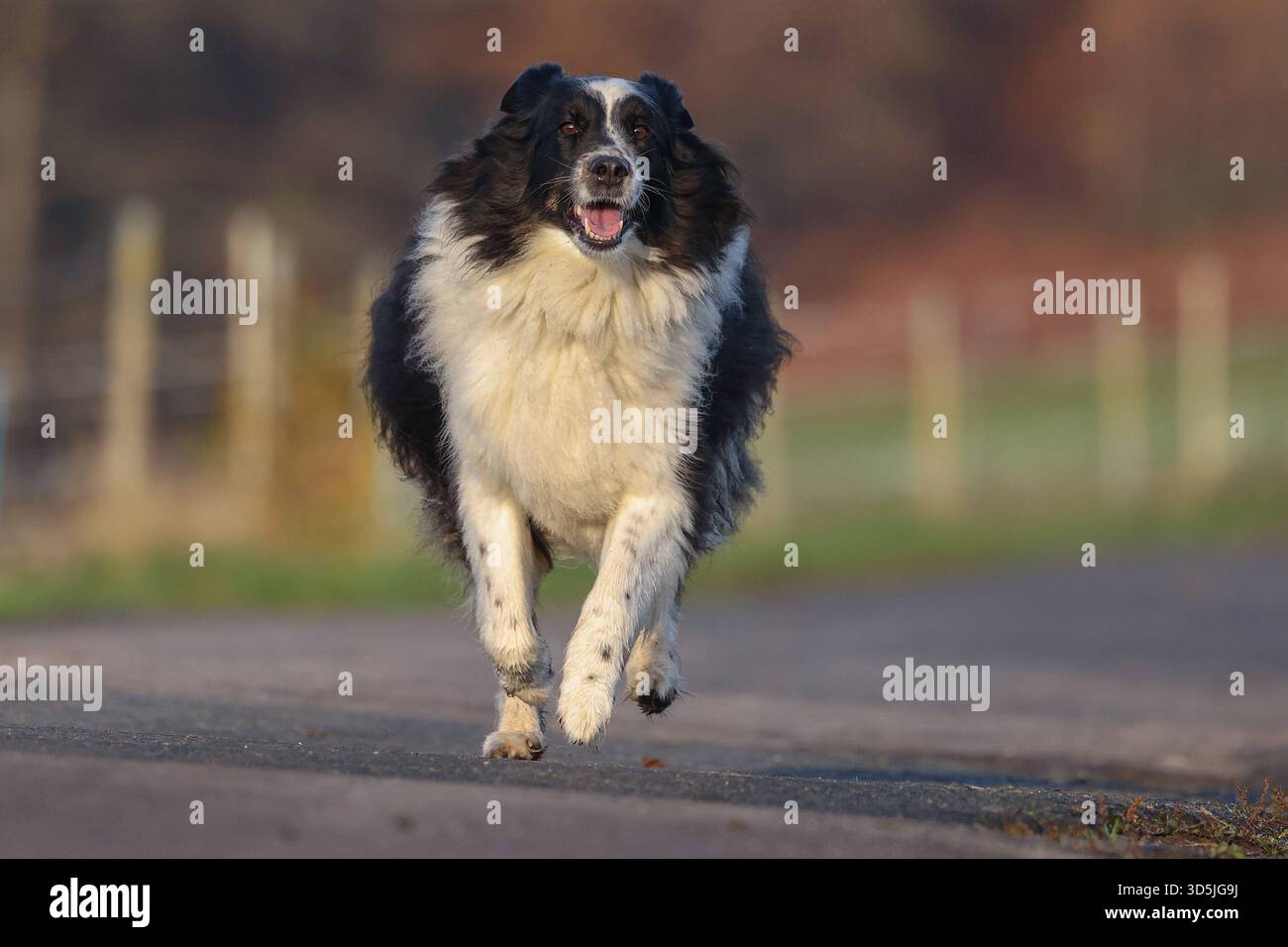 Ein Hund, Australian Shepherd Sheltie Mix mit der Fellzeichnung Black ...