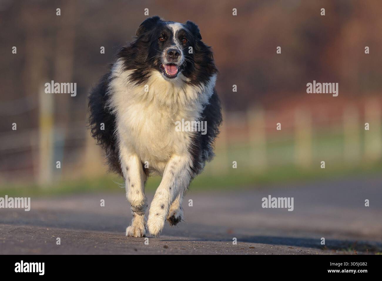 Ein Hund, Australian Shepherd Sheltie Mix mit der Fellzeichnung Black ...