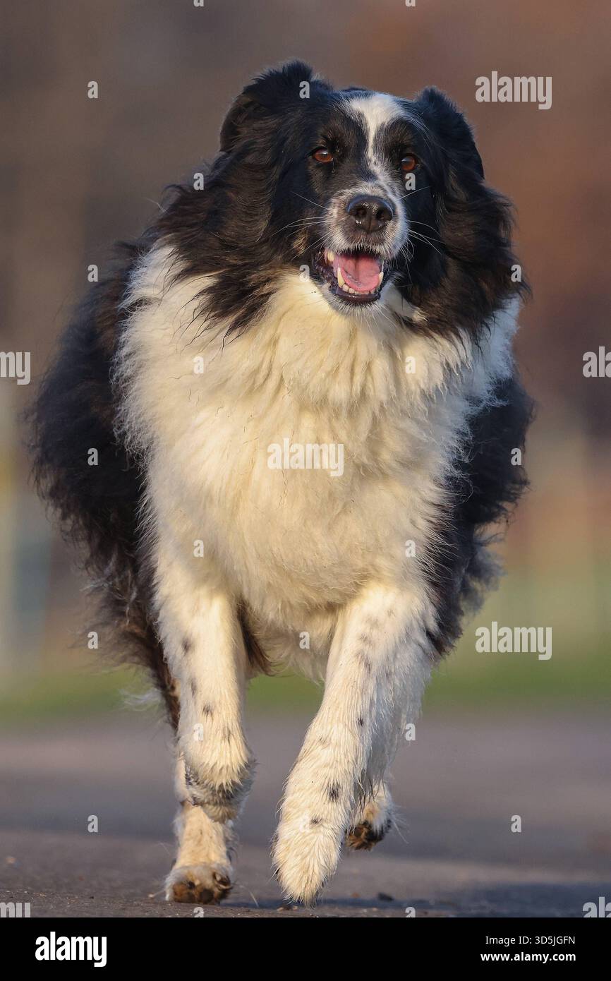 Ein Hund, Australian Shepherd Sheltie Mix mit der Fellzeichnung Black ...
