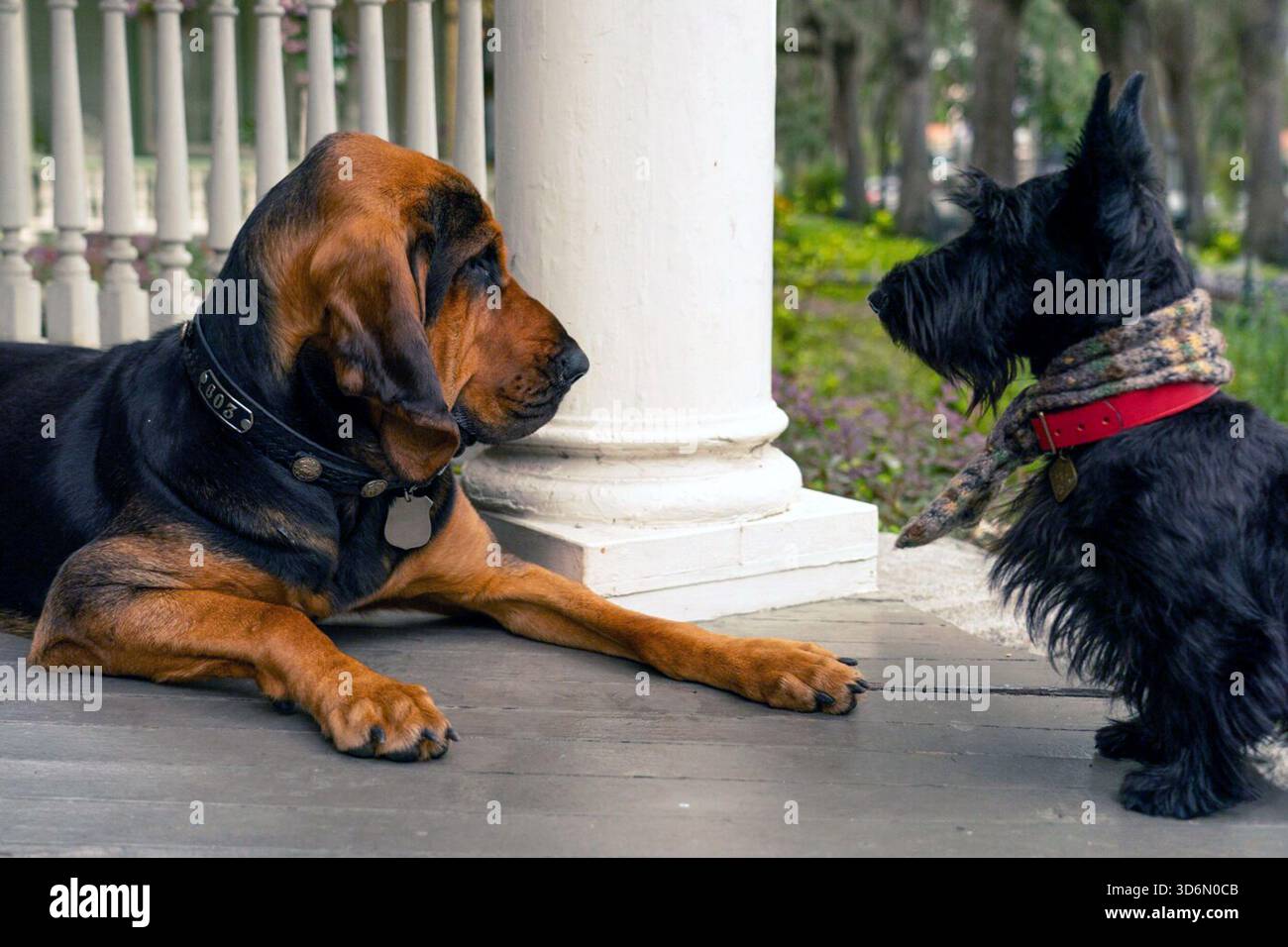 Lady and the Tramp ist ein US-amerikanischer Liebesfilm von Charlie ...