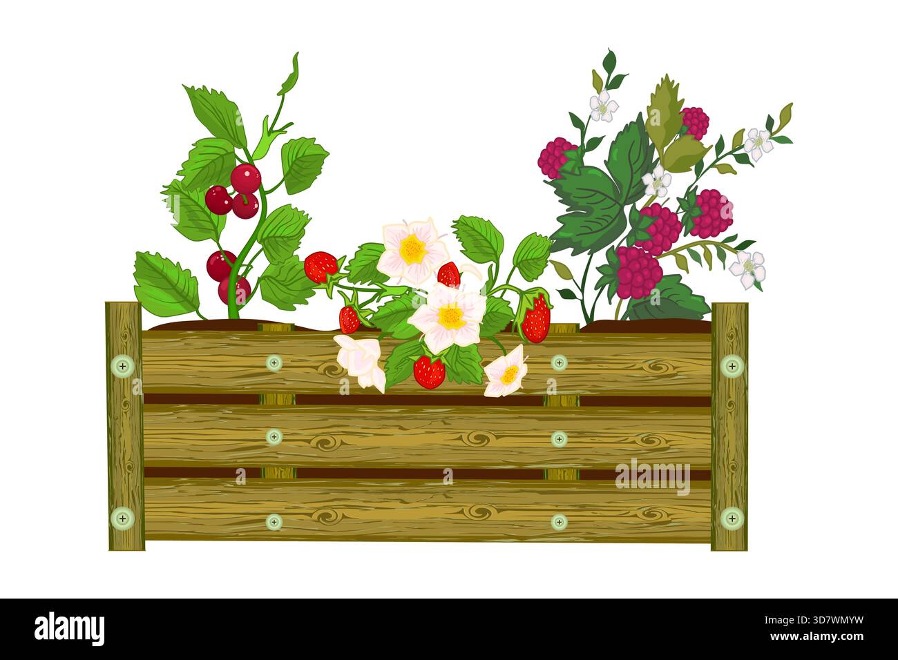 Gemahlene himbeeren Stock-Vektorgrafiken kaufen - Alamy