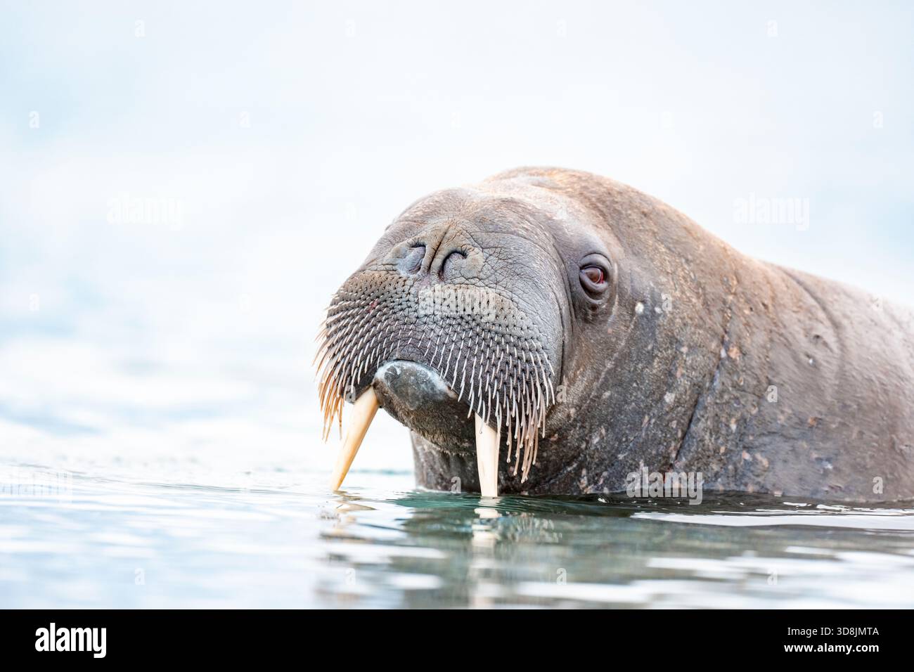 Female walrus -Fotos und -Bildmaterial in hoher Auflösung – Alamy